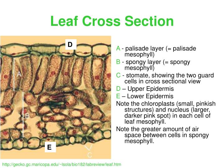 PPT - Leaf Cross Section – Low Power PowerPoint Presentation - ID:4490288
