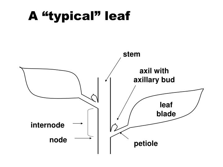 PPT - Plant Structure and Function - Leaves PowerPoint Presentation ...
