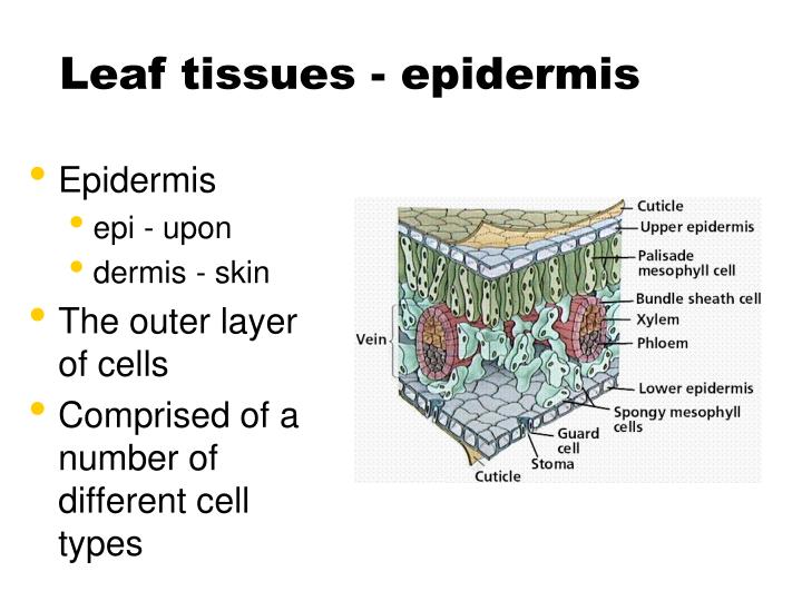 PPT - Plant Structure and Function - Leaves PowerPoint Presentation ...