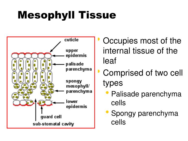 PPT - Plant Structure and Function - Leaves PowerPoint Presentation ...