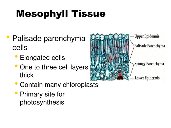 PPT - Plant Structure and Function - Leaves PowerPoint Presentation ...