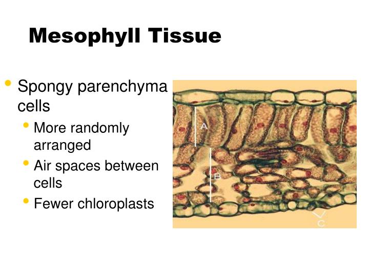 PPT - Plant Structure and Function - Leaves PowerPoint Presentation ...