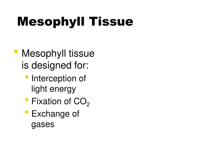 PPT - Plant Structure and Function - Leaves PowerPoint Presentation ...