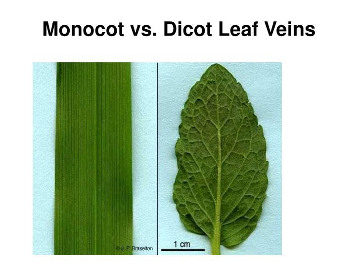 PPT - Plant Structure and Function - Leaves PowerPoint Presentation ...