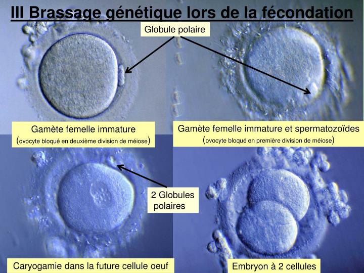 PPT - Partie 1 : Génétique, diversification des êtres vivants ...
