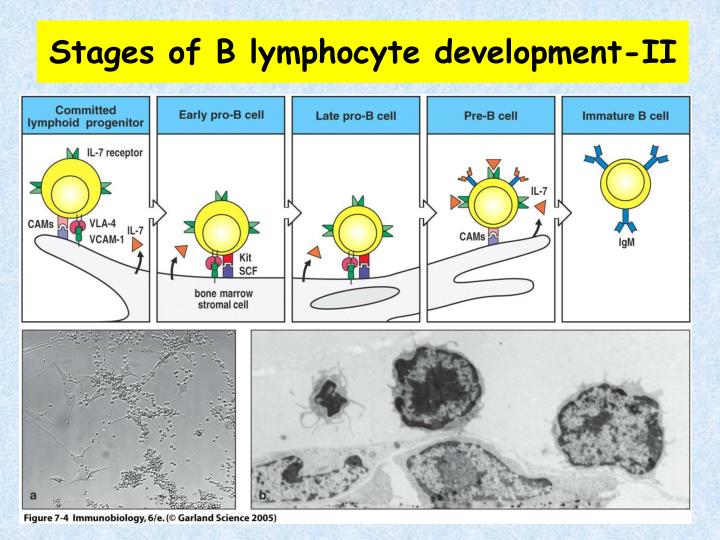 PPT - Lymphocyte Development & Generation of Lymphocyte Antigen ...