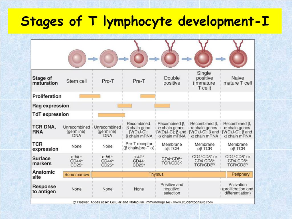 Ppt Lymphocyte Development And Generation Of Lymphocyte Antigen