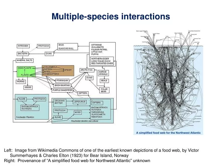 PPT - Multiple-species interactions PowerPoint Presentation, free ...