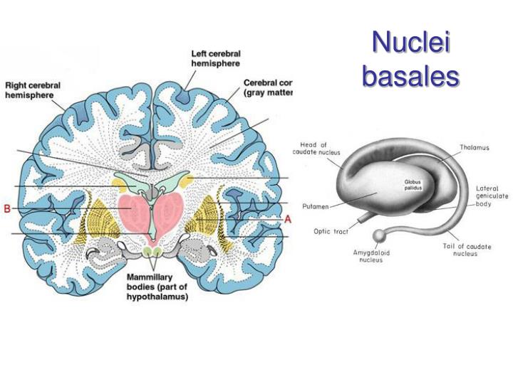 PPT - TELENCEPHALON PowerPoint Presentation - ID:4492407