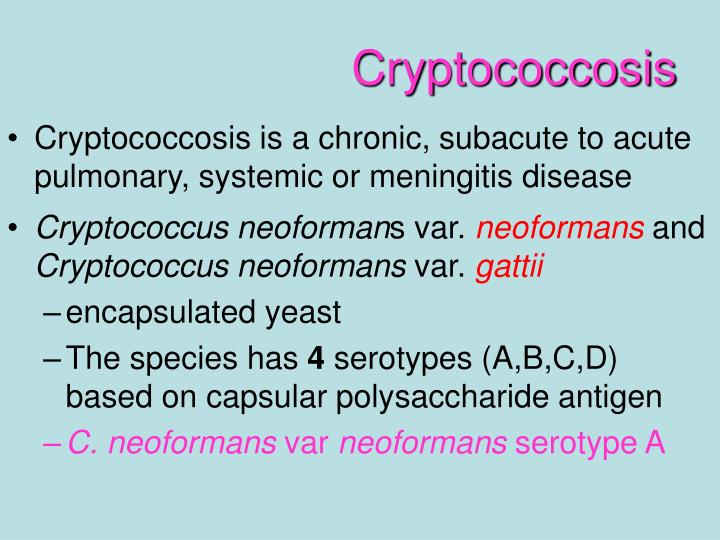 PPT - Cryptococcosis PowerPoint Presentation - ID:4493761