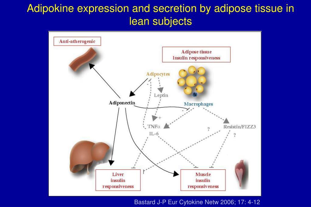 PPT - Thomas Mandrup-Poulsen, MD, DMSc Professor in Medical Research ...