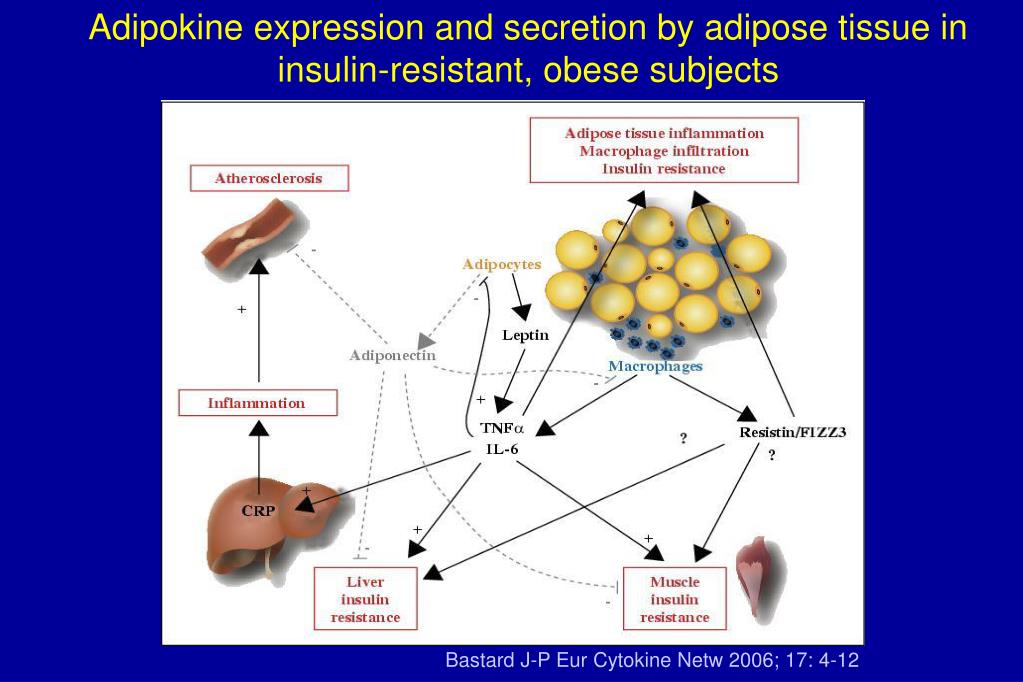 PPT - Thomas Mandrup-Poulsen, MD, DMSc Professor in Medical Research ...
