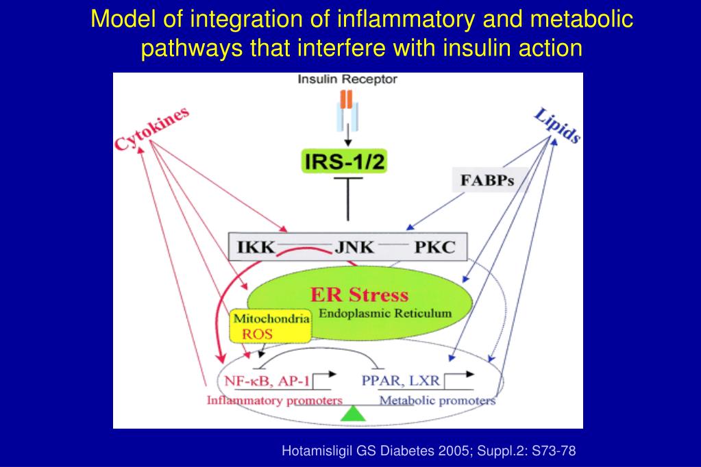 PPT - Thomas Mandrup-Poulsen, MD, DMSc Professor in Medical Research ...