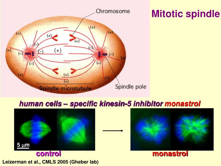 PPT - Mitotic spindle PowerPoint Presentation - ID:4495557