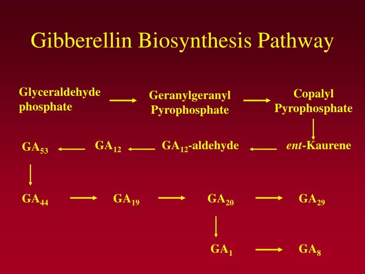 PPT - Gibberellins PowerPoint Presentation - ID:4496315