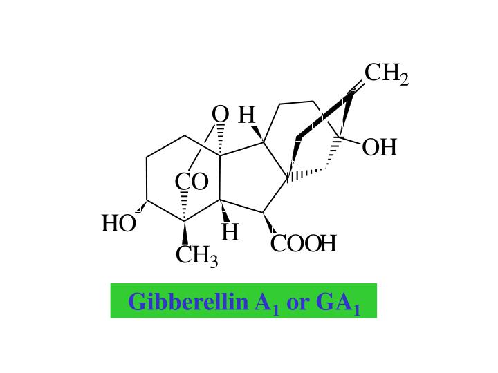 PPT - Gibberellins PowerPoint Presentation - ID:4496315