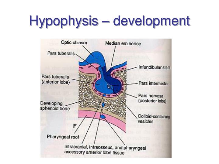 PPT - Endocirne glands PowerPoint Presentation - ID:4496685