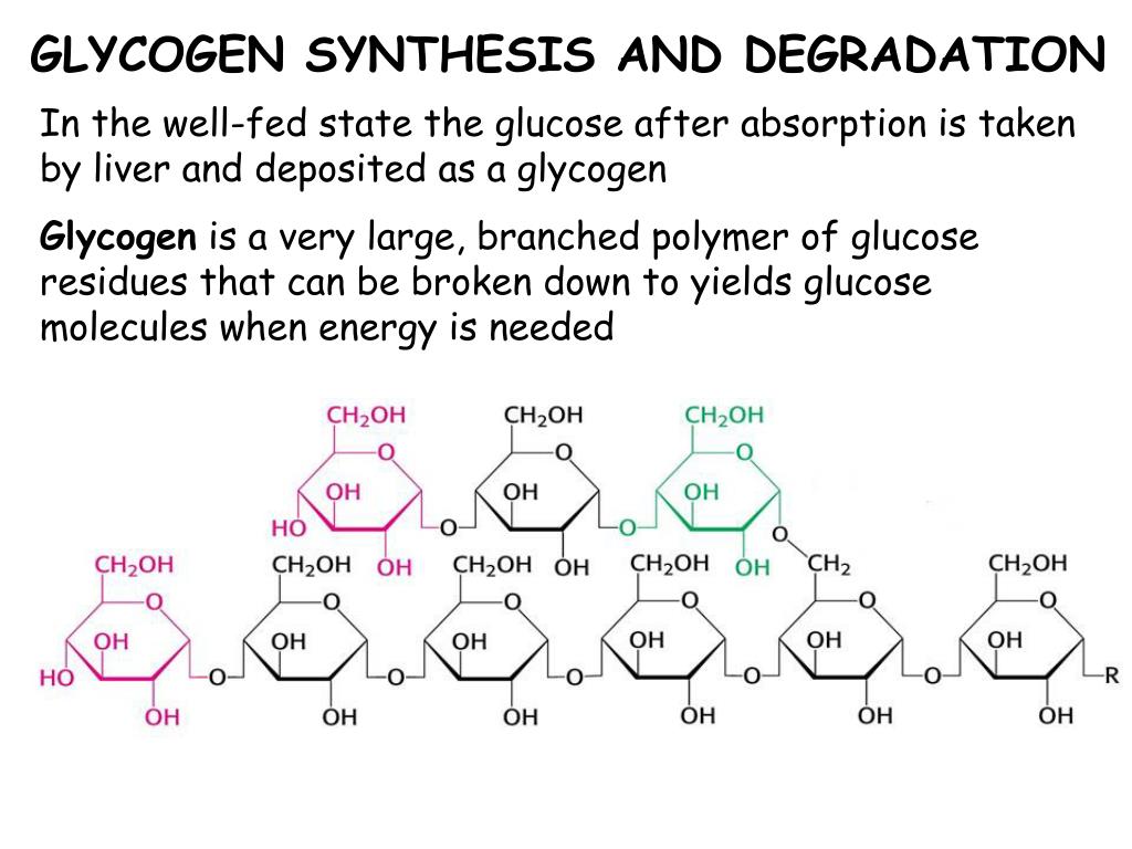 PPT - Studing of biosynthesis and catabolism of glycogen . Regulation ...
