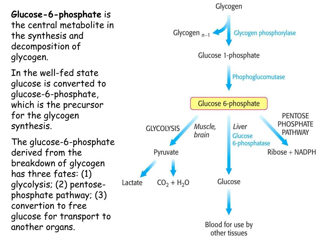PPT - Studing of biosynthesis and catabolism of glycogen . Regulation ...