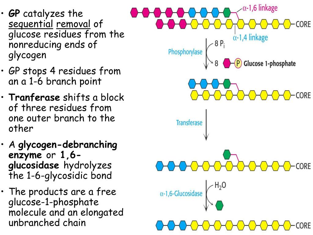 PPT - Studing of biosynthesis and catabolism of glycogen . Regulation ...