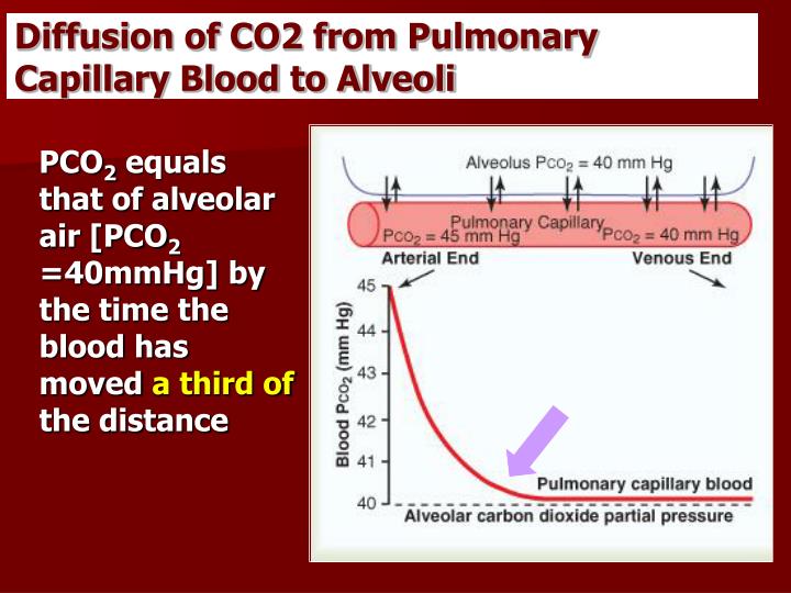 PPT - Transport of Oxygen & Carbon Dioxide PowerPoint Presentation - ID ...