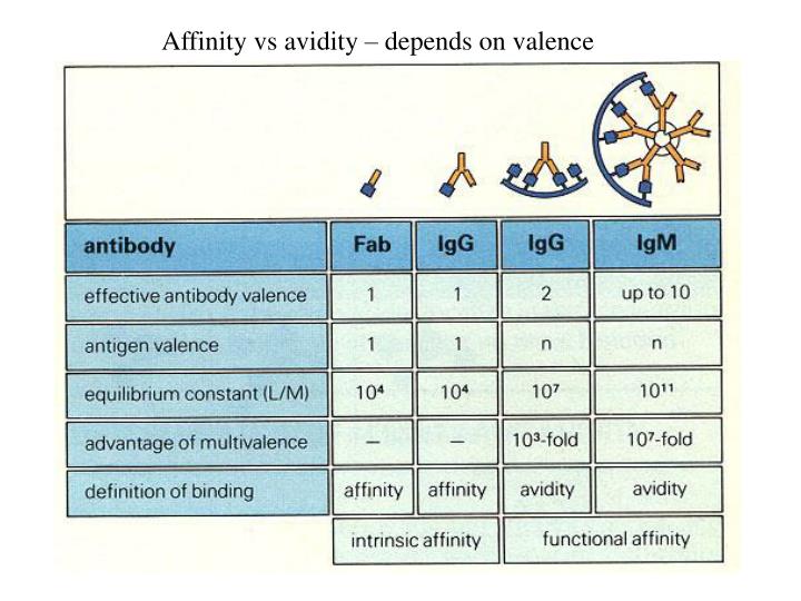PPT - Antigenicity PowerPoint Presentation - ID:4497596