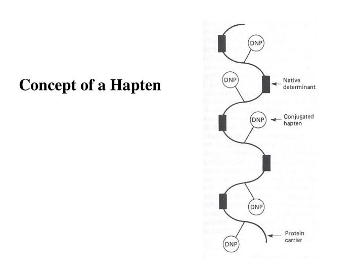 PPT - Antigenicity PowerPoint Presentation - ID:4497596