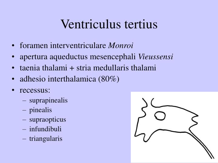 PPT - LIMBIC SYSTEM PowerPoint Presentation - ID:4499881