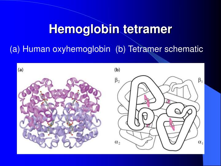 PPT - Structures of Myoglobin and Hemoglobin PowerPoint Presentation ...