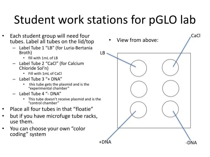PPT - Student work stations for pGLO lab PowerPoint Presentation, free ...