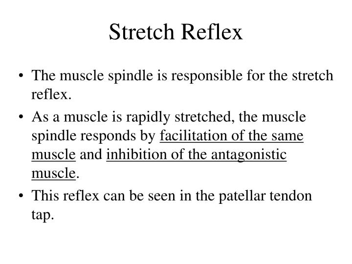 PPT - Motor Neurons PowerPoint Presentation - ID:4500957