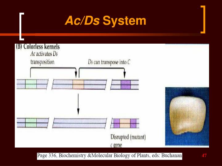 PPT - Transposons PowerPoint Presentation - ID:4501488