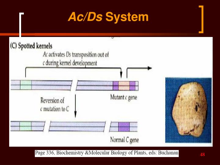PPT - Transposons PowerPoint Presentation - ID:4501488