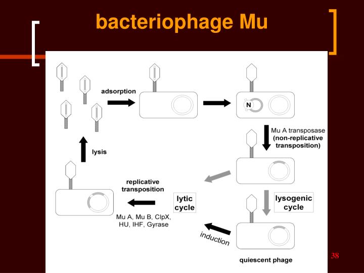 PPT - Transposons PowerPoint Presentation - ID:4501488