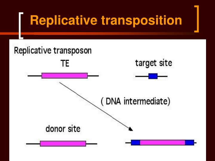 PPT - Transposons PowerPoint Presentation - ID:4501488