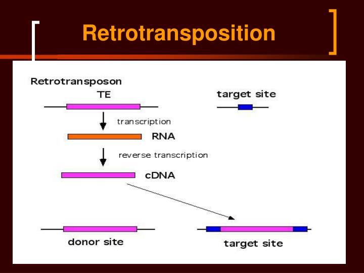 PPT - Transposons PowerPoint Presentation - ID:4501488