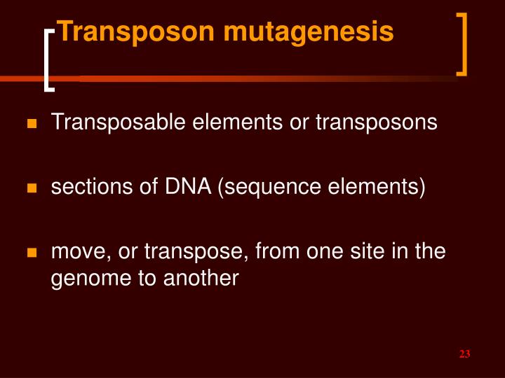 PPT - Transposons PowerPoint Presentation - ID:4501488