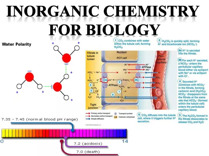 PPT - Inorganic Chemistry For Biology PowerPoint Presentation, free ...