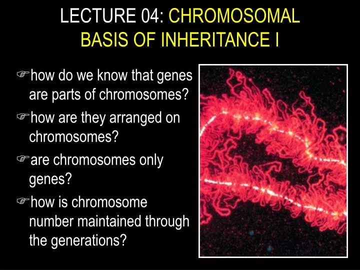 Ppt Lecture 04 Chromosomal Basis Of Inheritance I Powerpoint 5132
