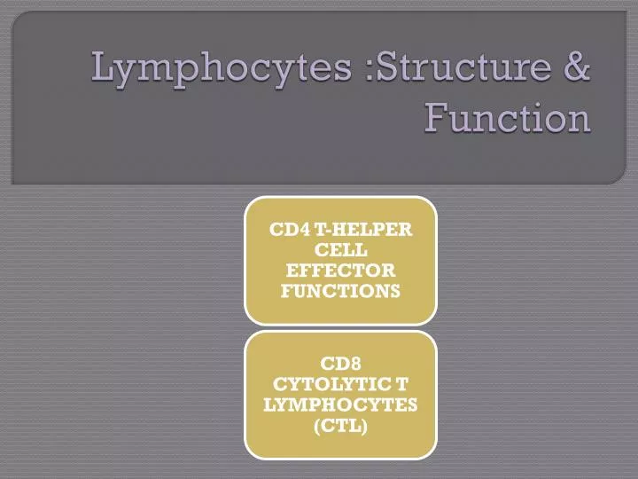 PPT - Lymphocytes :Structure & Function PowerPoint Presentation, free ...