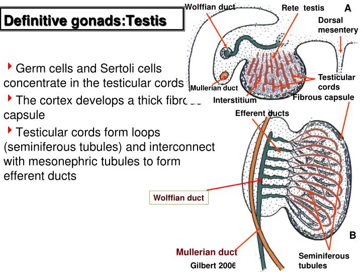 Ppt Organogenesis Of The Urogenital Systems Powerpoint Presentation