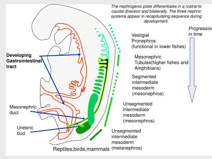 PPT - ORGANOGENESIS OF THE UROGENITAL SYSTEMS. PowerPoint Presentation ...