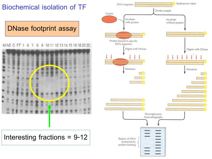 PPT - Transcription Factors … (TF) PowerPoint Presentation - ID:4504814