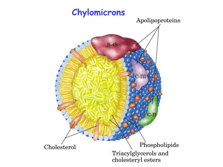 PPT - Metabolism of dietary lipids . -Oxidation of fatty acids. Ketone ...
