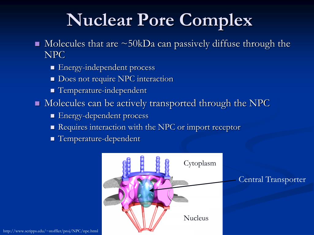 PPT - My Summer Undergraduate Research Experience PowerPoint ...