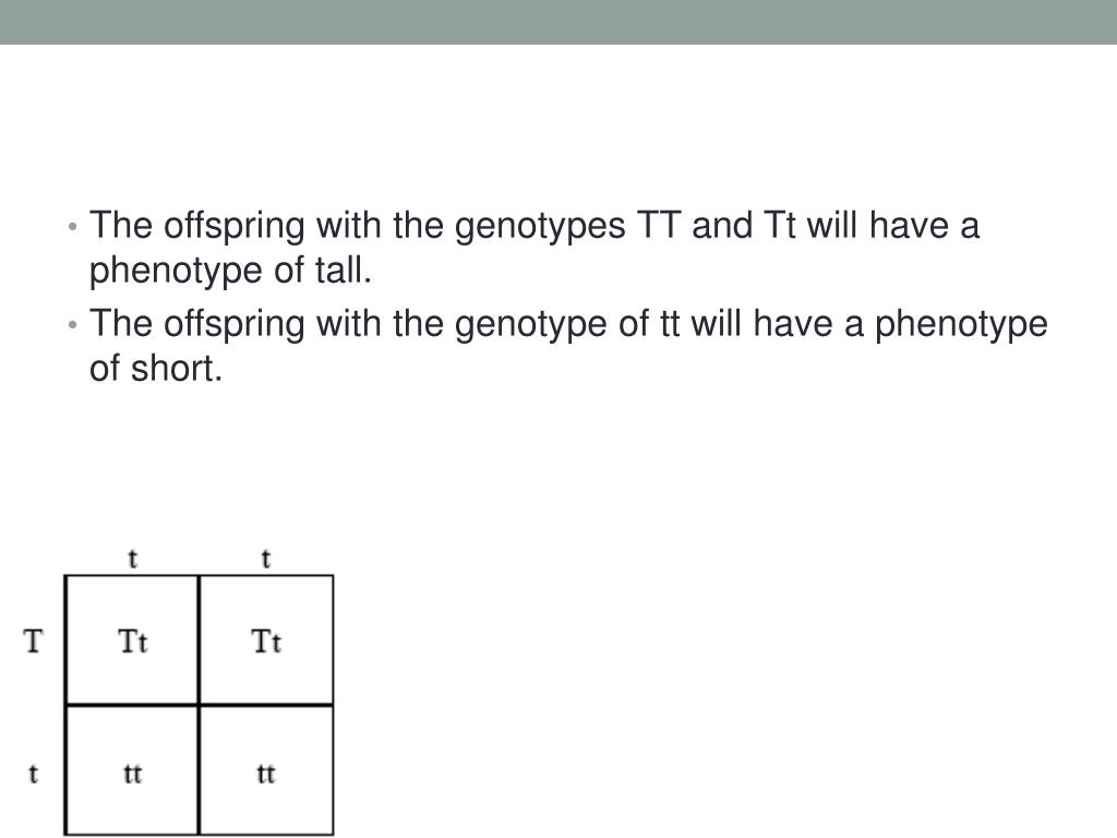 Ppt The Punnett Square Powerpoint Presentation Free Download Id