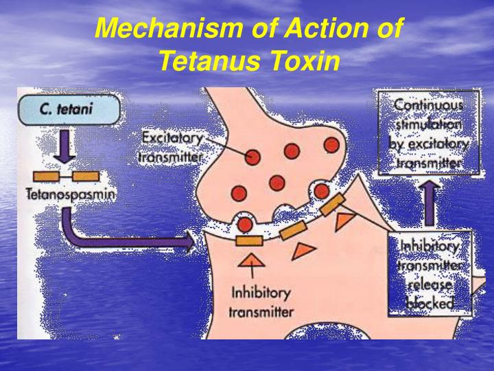 PPT - Tetanus PowerPoint Presentation - ID:4505594
