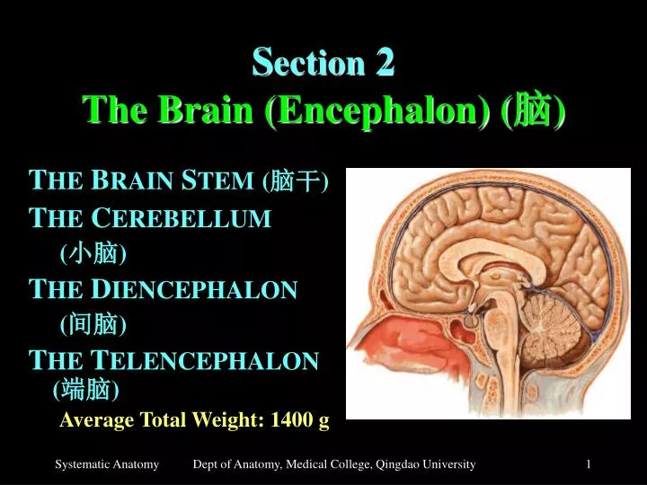 PPT - S ection 2 The Brain (Encephalon) ( 脑 ) PowerPoint Presentation ...