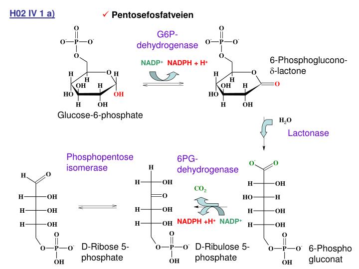 PPT - Glucose Glucose 6-phosphate Fructose 6-phosphate Fructose 1,6 ...