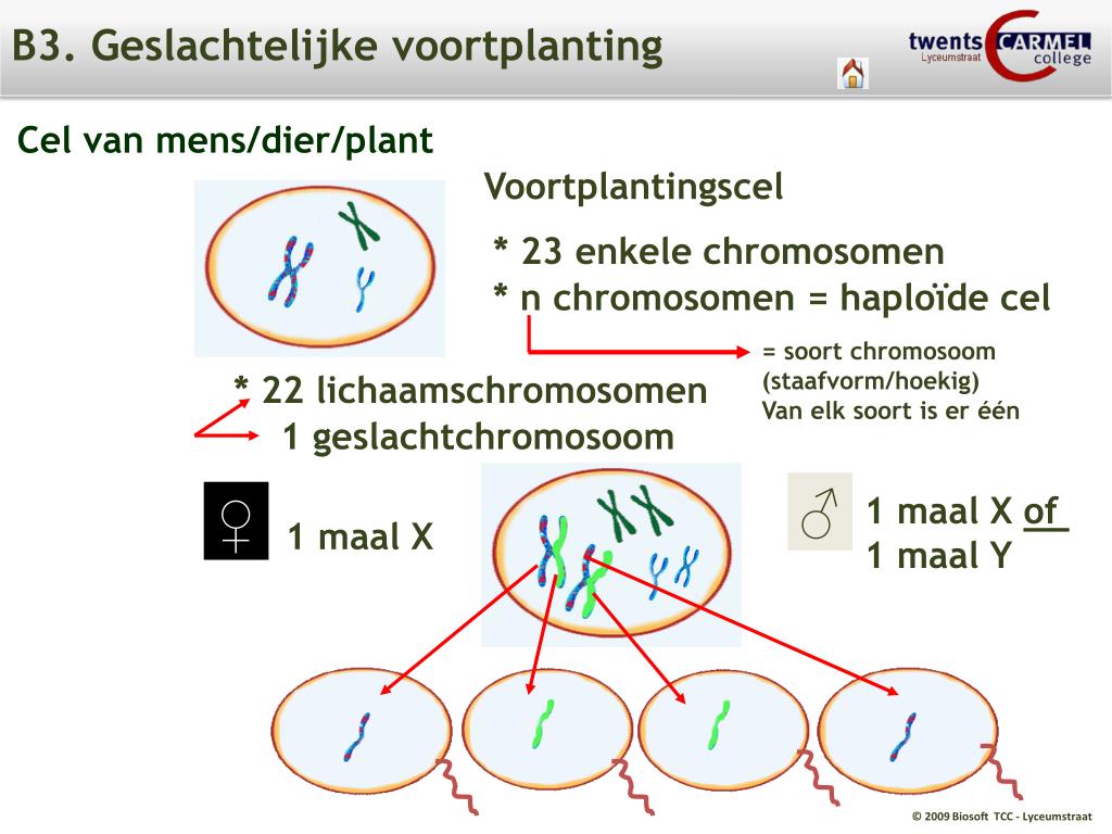 Ppt T6 Erfelijkheid En Evolutie Powerpoint Presentation Free